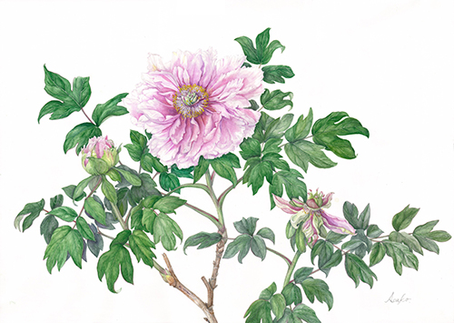 RHS Botanical Art & Photography Show 2023. Saatchi Gallery